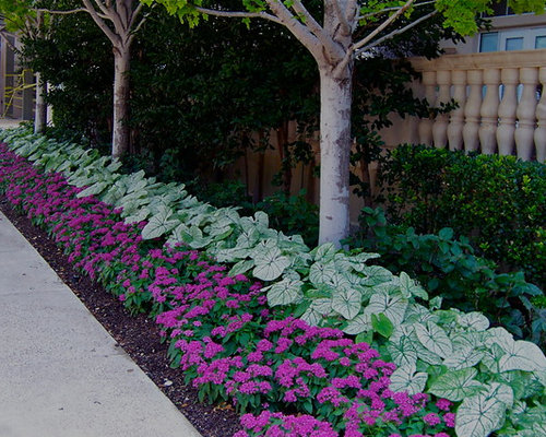 Best Pentas Design Ideas & Remodel Pictures | Houzz