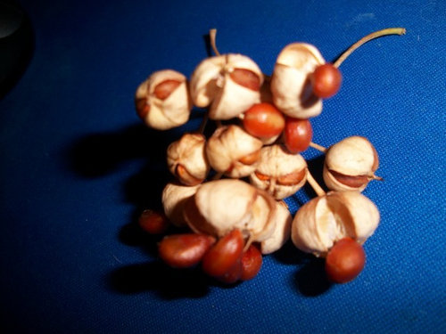 Large Bush - Loads of Seeds