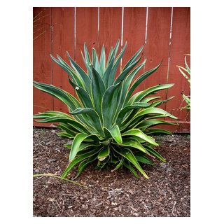 Natural Plantings and Drought Tolerant Landscape Design - Rustic ...