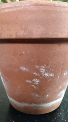 Mold or salt buildup?