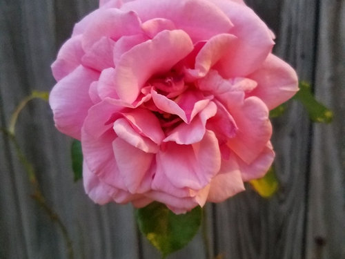 Pruning and caring for neglected rose bush