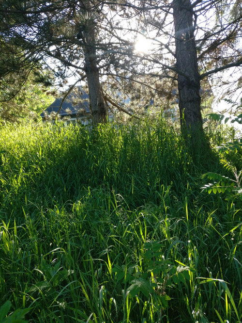 Help with steep berm garden between lawn and nature