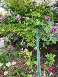 Lavender Crush Climber | Houzz Forum