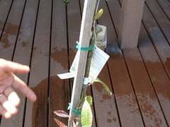 Mango Keitt trees in containers in Tiburon, CA not growing