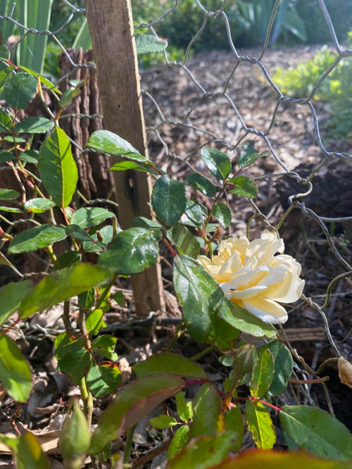 Photos of George Elger courtesy of Austrailian rose enthusiast