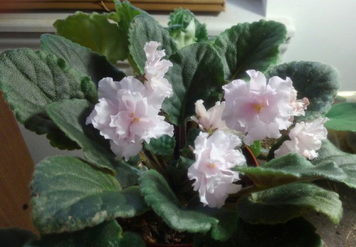 Cabbage Patch - November, 2018