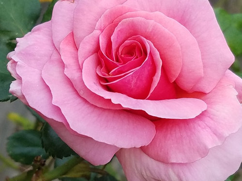 Pruning and caring for neglected rose bush