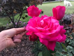 Rose varieties with extra large - huge flowers?