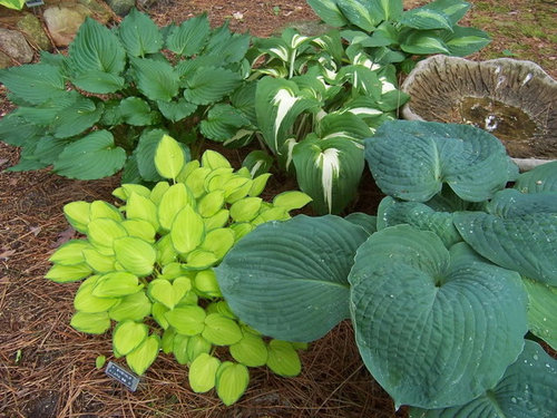 hosta color clump v2