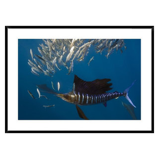 Atlantic Sailfish Hunting Round Sardinella, 42"x30" - Beach Style ...