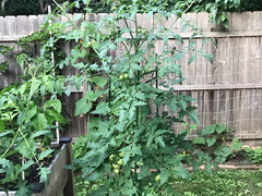 Campari tomatoes | Houzz Forum