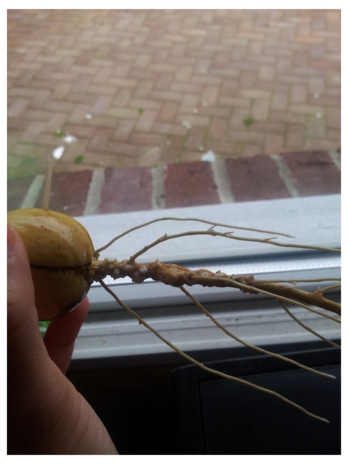 Avacado pit root fungus?
