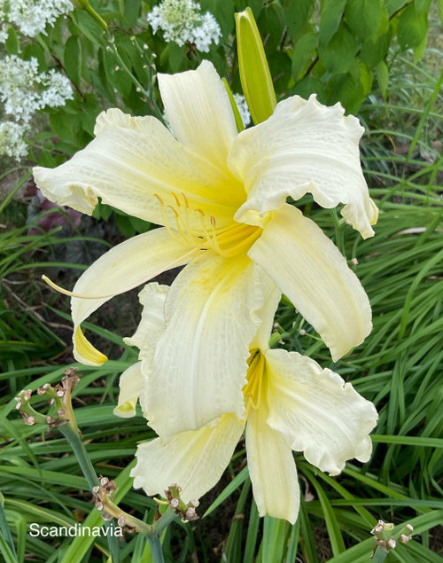 Favorite white daylilies