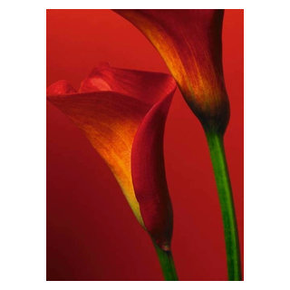 Red Calla Lilies Mural 406 - Contemporary - Wallpaper - by The Home ...