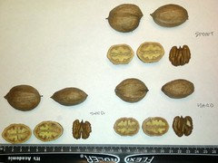 Growing Hickory and Hican for Nut Production | Houzz Forum