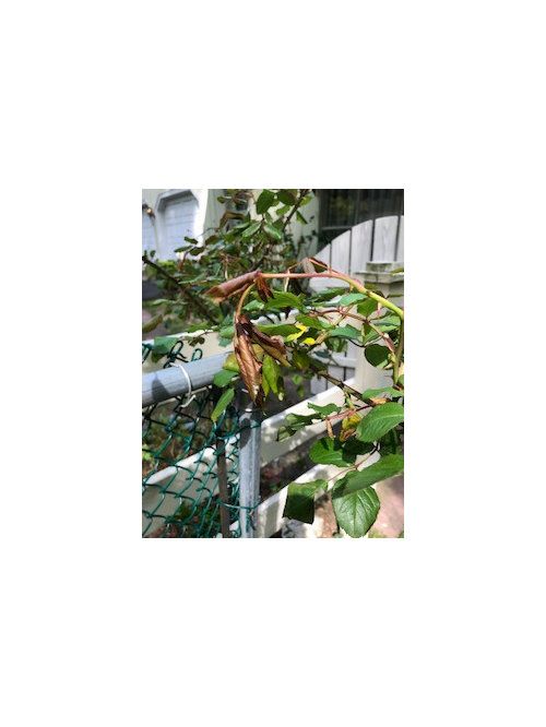 Is this Round-up damage?