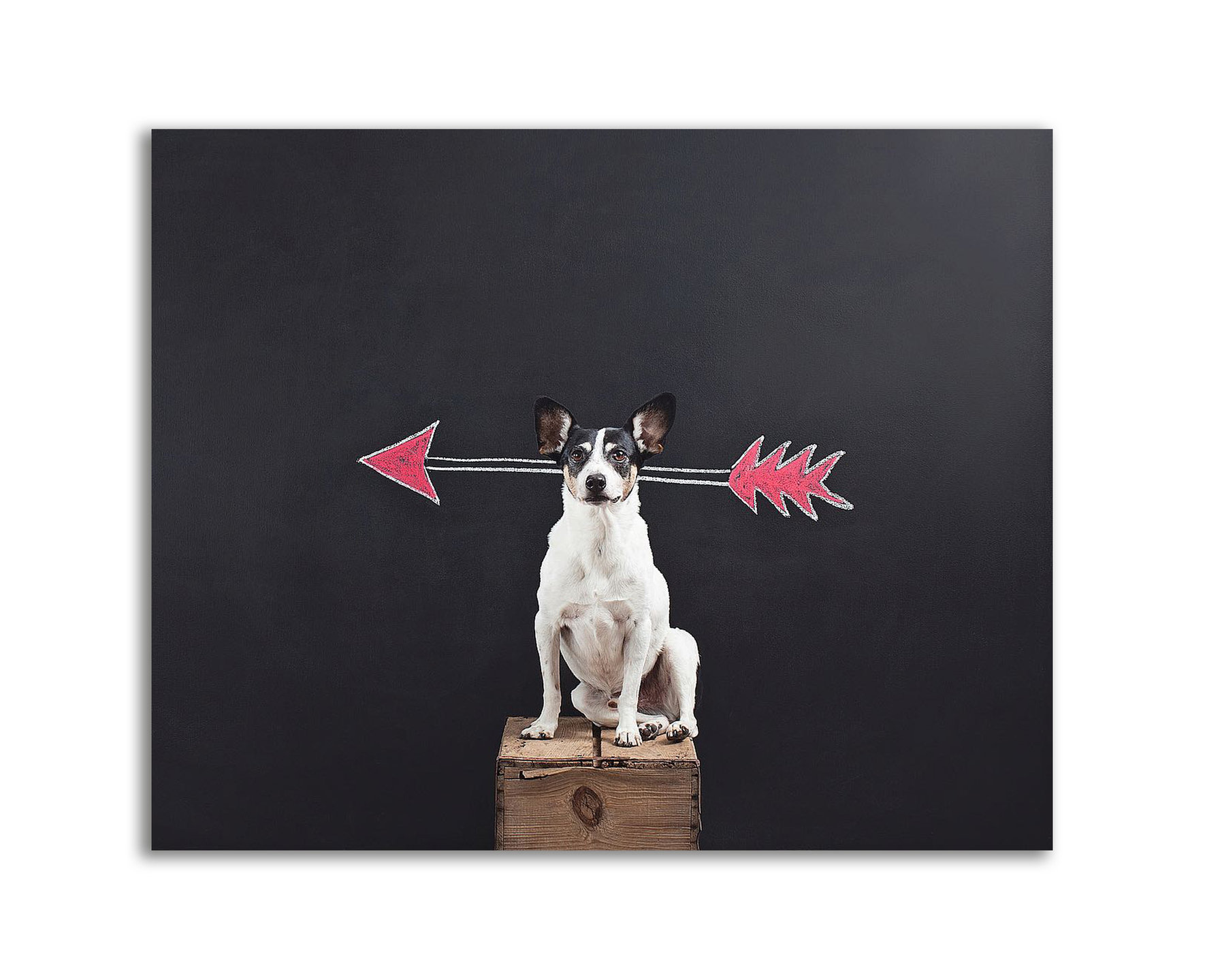 Prankster by Susan Sabo, Print on Canvas, Ready to Hang - Contemporary ...