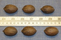 Growing Hickory and Hican for Nut Production (2) | Houzz Forum
