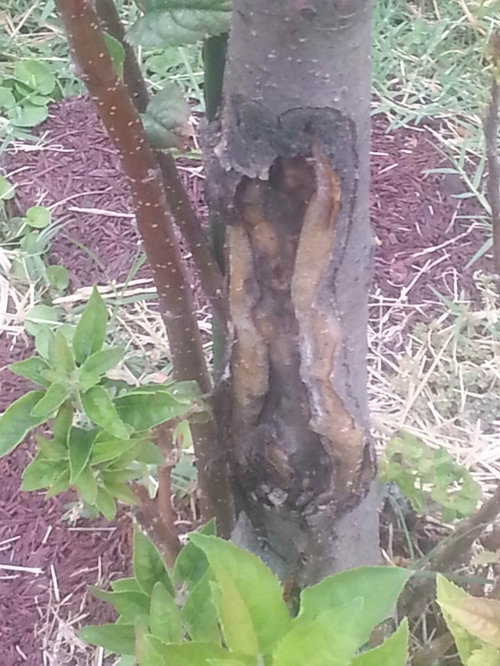 apple tree trunk problems