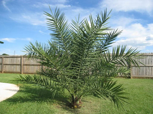 Pics of Medjool Date Palm Growth In Southeast Alabama, United Sta
