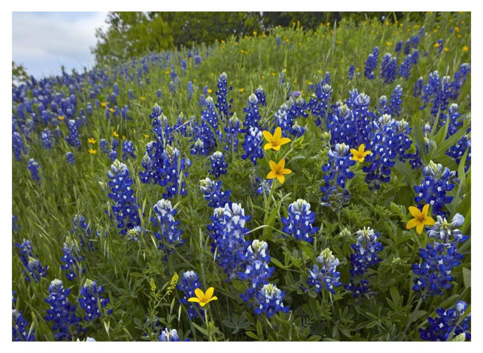 "Bluebonnet and Texas Yellowstar meadow, Cedar Hill SP" Paper Art, 18"x14", 42"x32" - Farmhouse ...