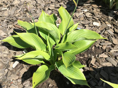 Hosta K 2019 .....