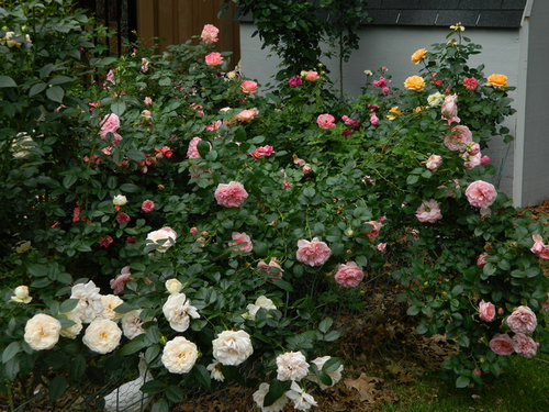 Lazy rose gardener supports