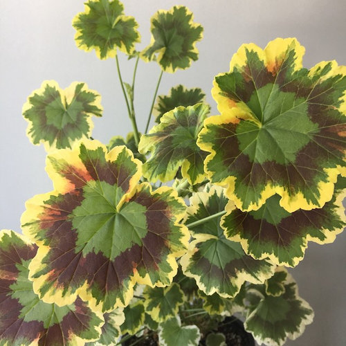 Pelargonium ‘Mrs. Pollock’
