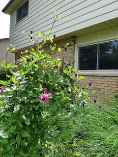 2019 Clem flower show