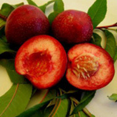 Indian Free Peach Taste