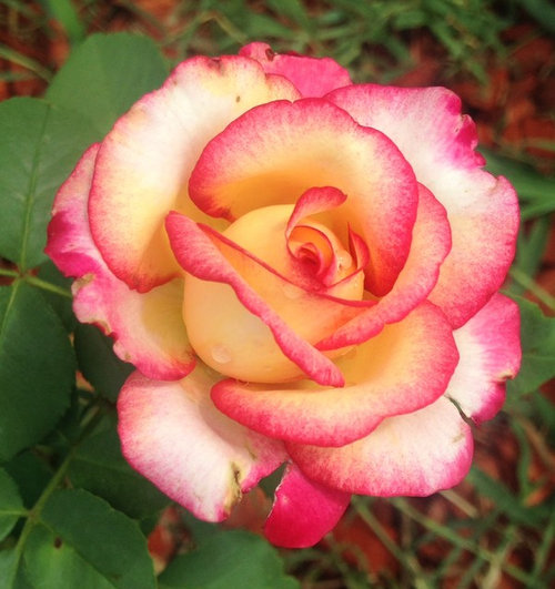 Show your MULTI-COLOR/BI-COLOR ROSES