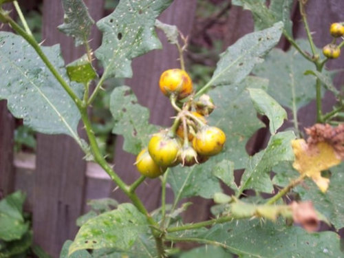 weedy tomato-looking thing