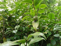 Seed pod on camellia