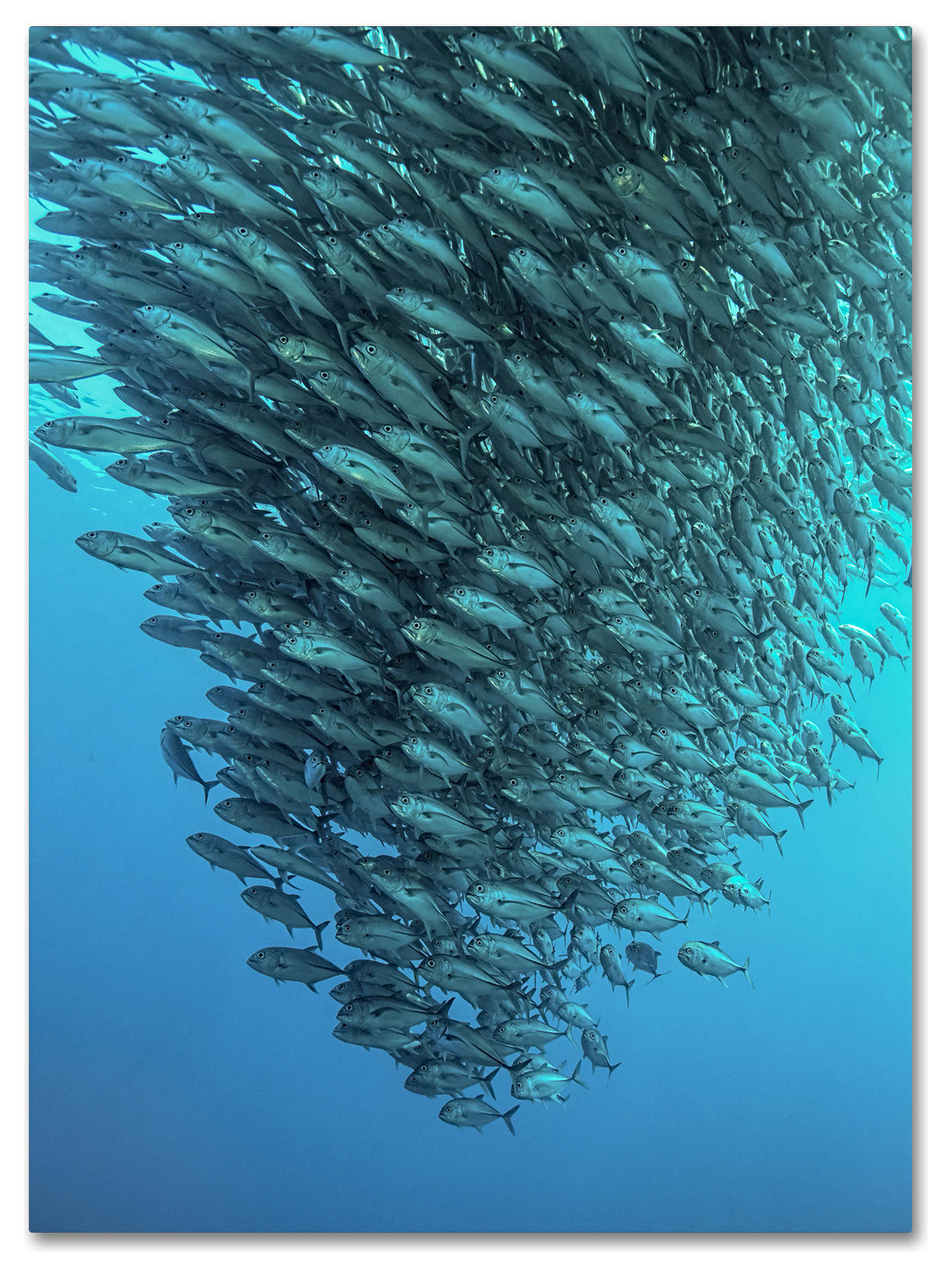 Henry Jager 'Schooling Jackfishes' Canvas Art, 47"x35" - Beach Style ...