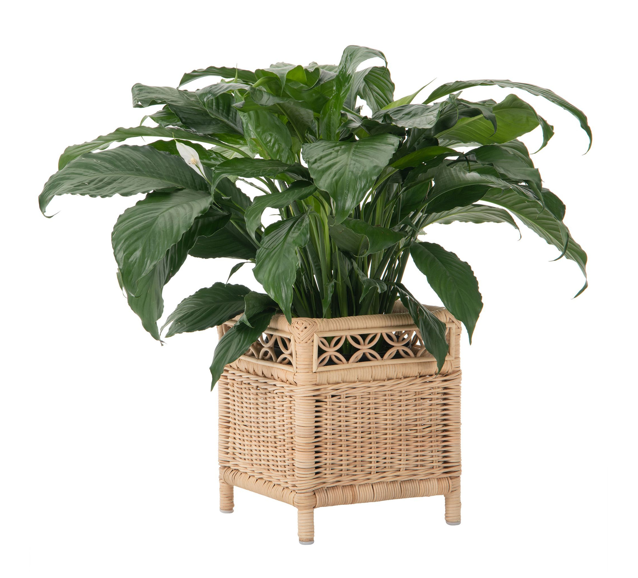 Square Rattan Decorative Indoor Planter Stand, Small - Tropical ...