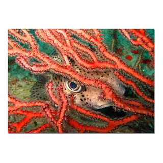 Ready2hangart Christopher Doherty Photography 'Underwater' Canvas Wall ...