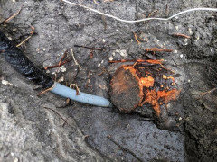 Removing tree roots near a gas line