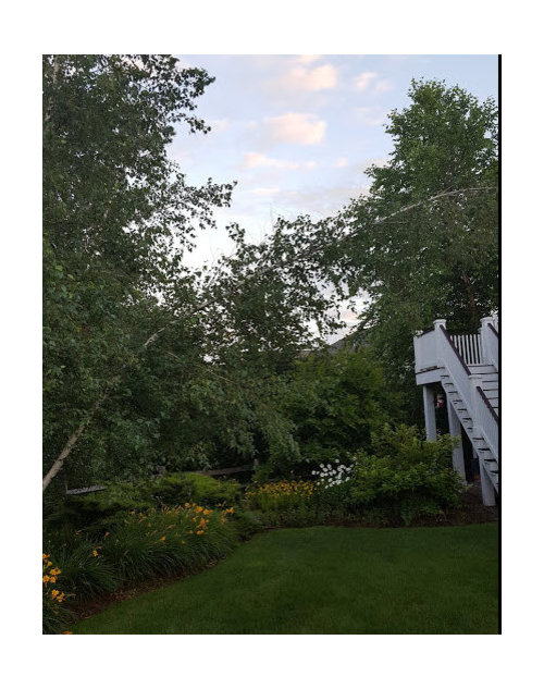 Multi trunk birch trees - Trunk/Branch leaning over question