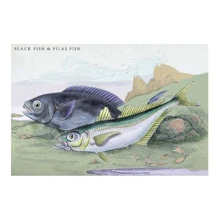Blackfish and Pilas Fish, 12" x 18" - Prints And Posters - by ...