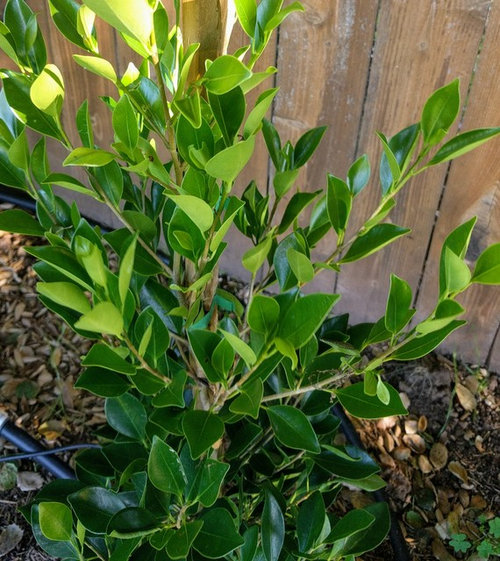 ficus nitida damage - is this sun burn?