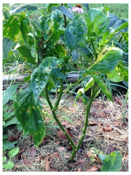 Pepper plants - virus?