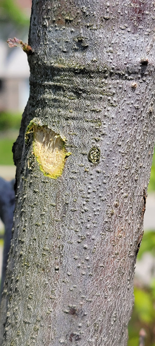 What happened to my young Oak tree?