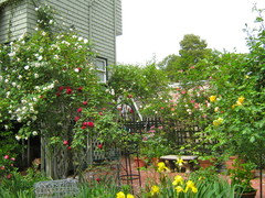 Wide shots of your whole garden