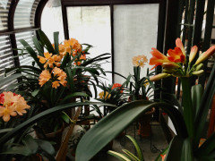 I have a Clivia with weird spots on leaves. What disease can it be?