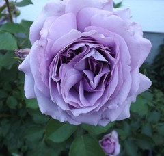 Sterling Silver Rose Bush