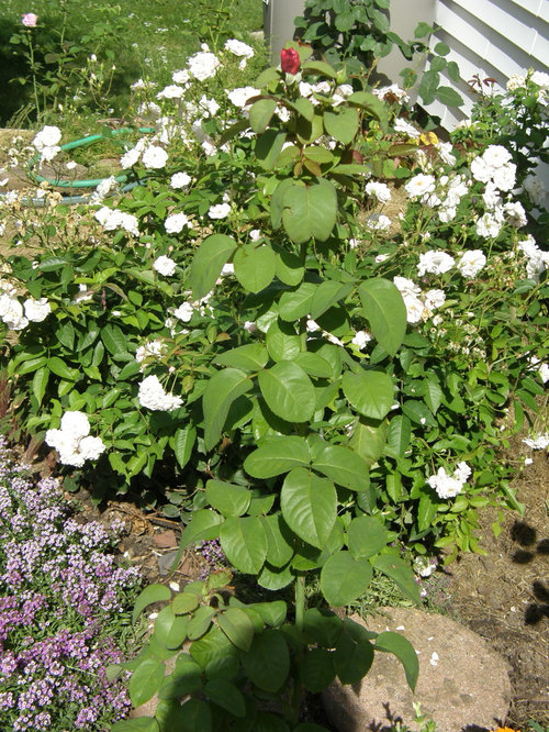 Pictures of plants & roses in pH 8 alkaline clay in July and onwards