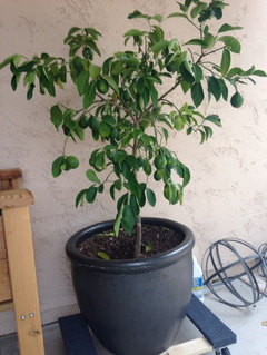 Treating an Overwatered Citrus (I think?) - HELP!