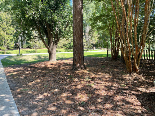 What to do with tree grove beside driveway? | Houzz Forum
