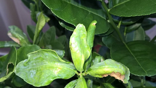 Citrus Tree help - leaves dying
