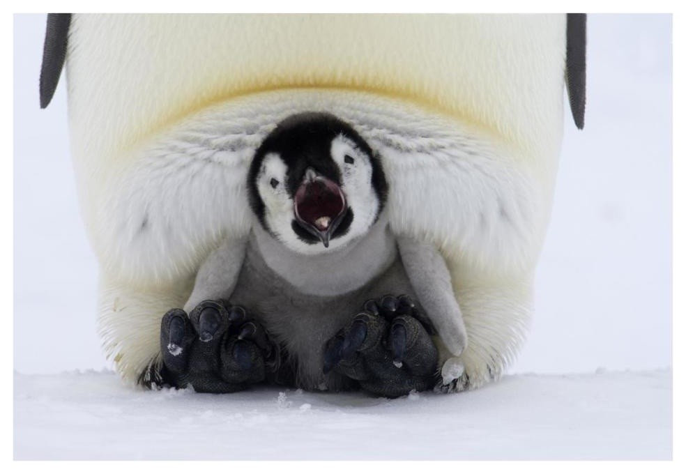 Emperor Penguin Chick On The Feet Of An Adult Calling, Antarctica-Paper ...